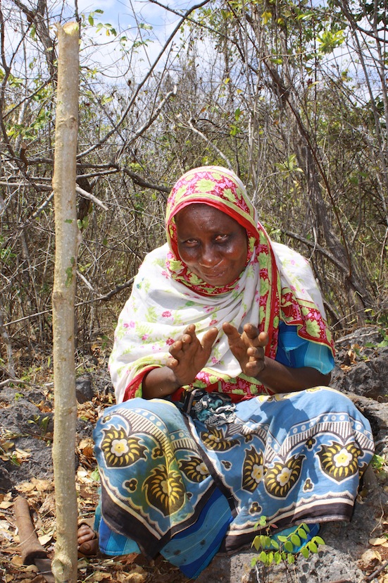 Mronge – the tree of wonders – Moringa – Dada Zanzibar